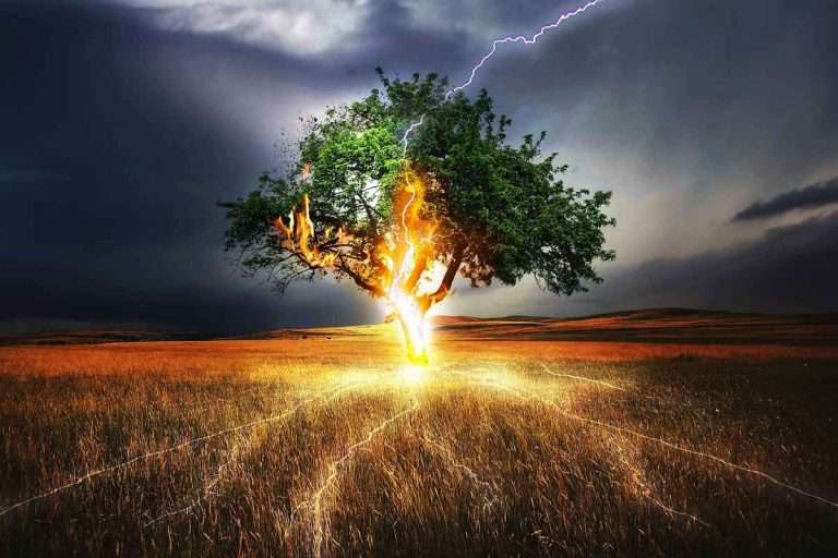 Lightning-Travels-into-Roots | Environment Buddy