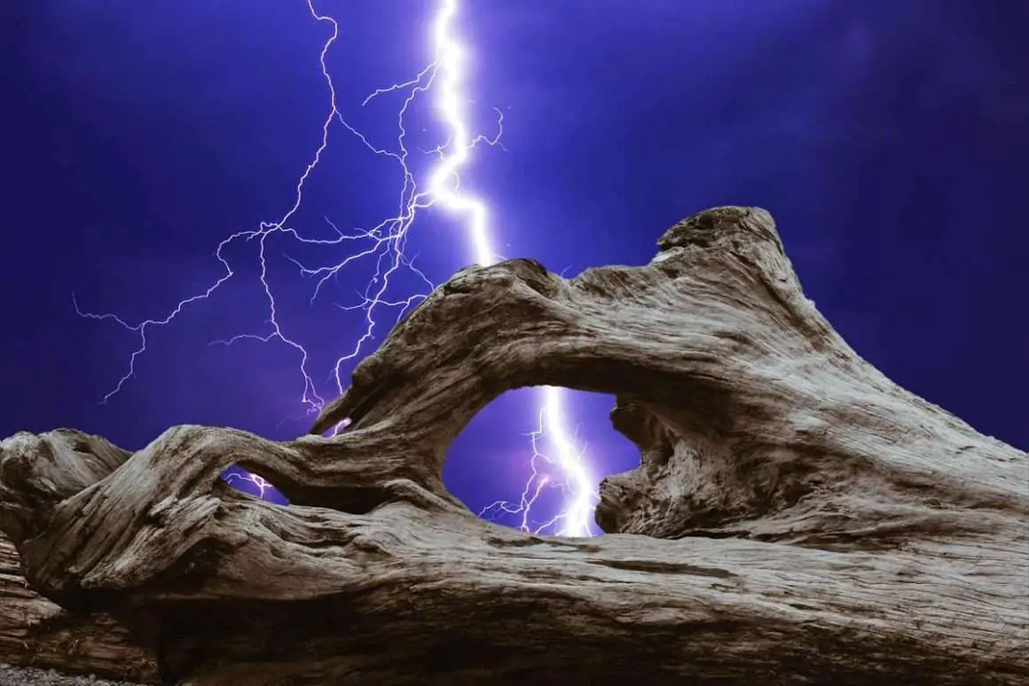 5 Trees In The World, Most Struck By Lightning | Environment Buddy