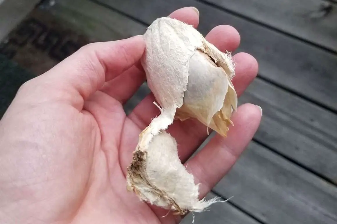 Life Cycle of a Mango and Steps for Optimal Growth | Environment Buddy