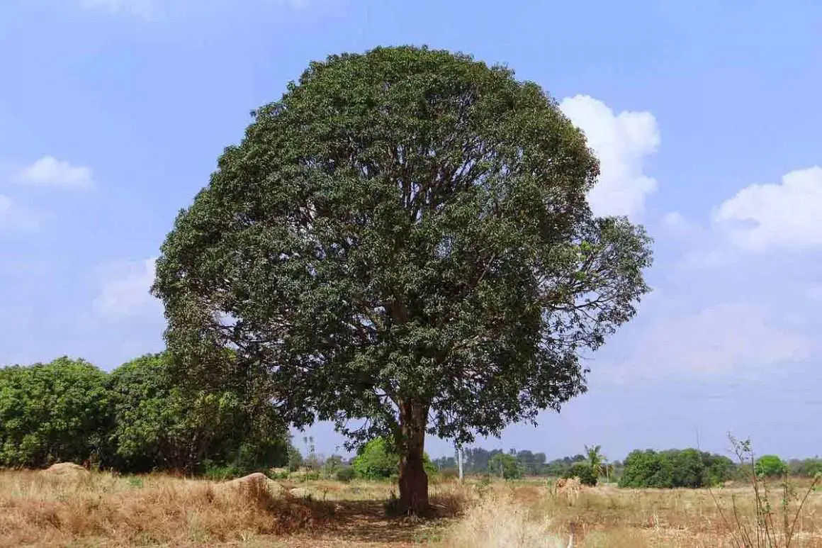 Life Cycle of a Mango and Steps for Optimal Growth | Environment Buddy