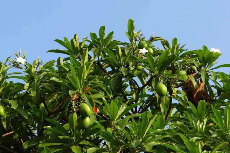Life Cycle of a Mango and Steps for Optimal Growth | Environment Buddy