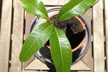 Life Cycle of a Mango and Steps for Optimal Growth | Environment Buddy