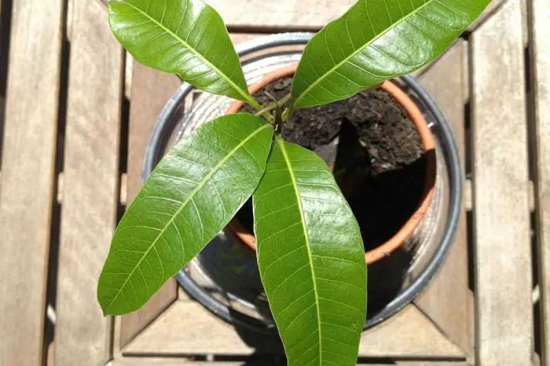 Life Cycle of a Mango and Steps for Optimal Growth | Environment Buddy