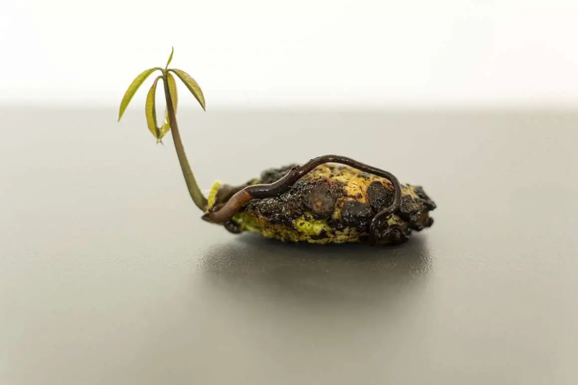 Life Cycle of a Mango and Steps for Optimal Growth | Environment Buddy