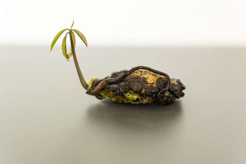 Life Cycle of a Mango and Steps for Optimal Growth | Environment Buddy