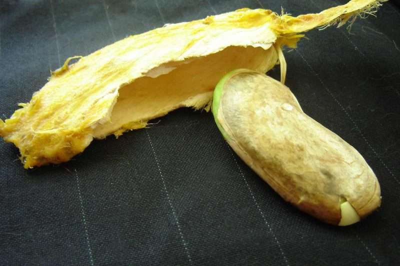 Life Cycle of a Mango and Steps for Optimal Growth | Environment Buddy