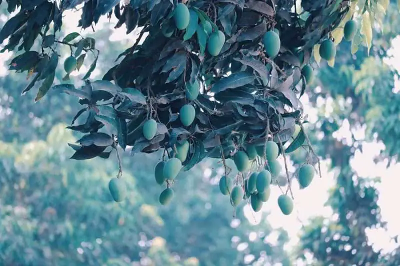 Mango-Trees-Featured-Image | Environment Buddy