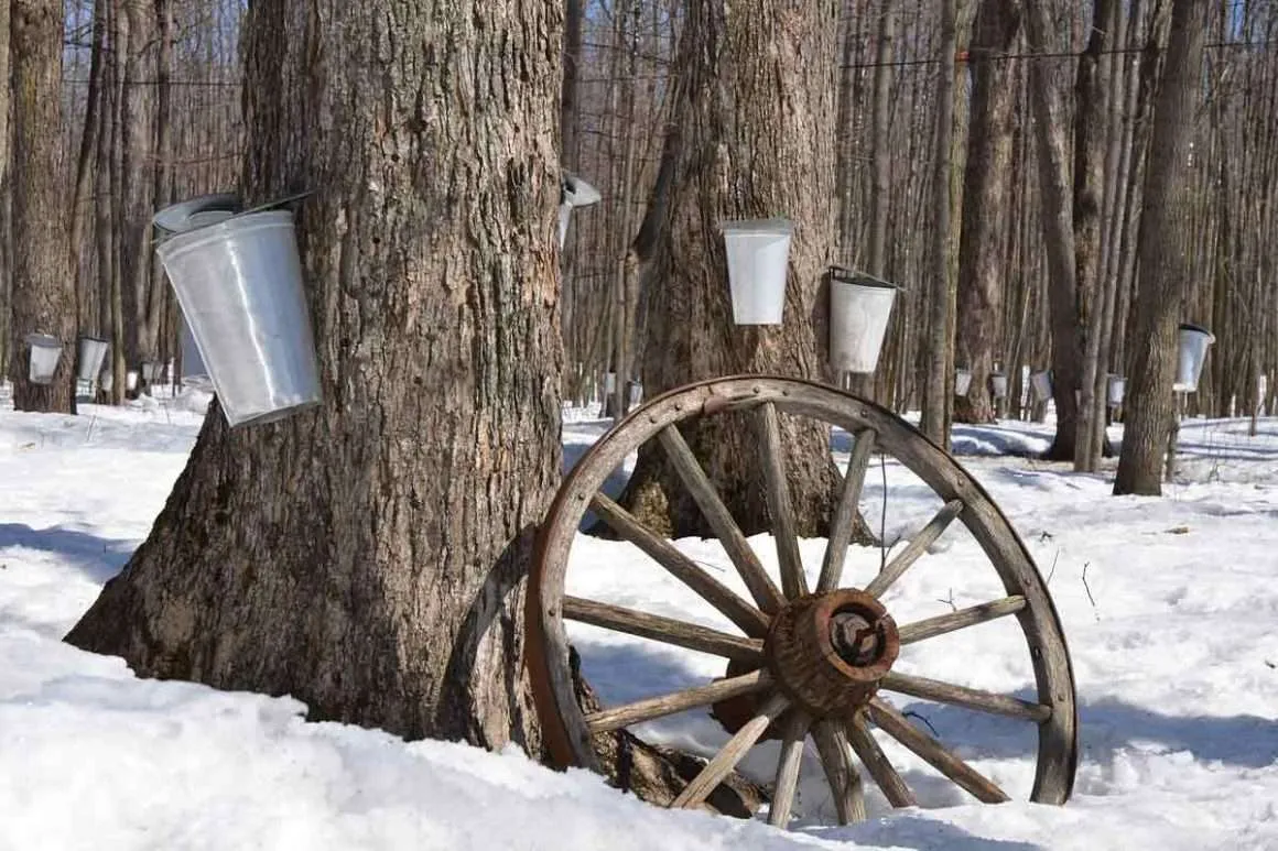 5 Types of Maple Syrup Trees In The World | Environment Buddy