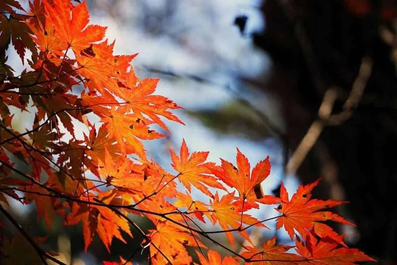 Maple-Tree-Leaves | Environment Buddy