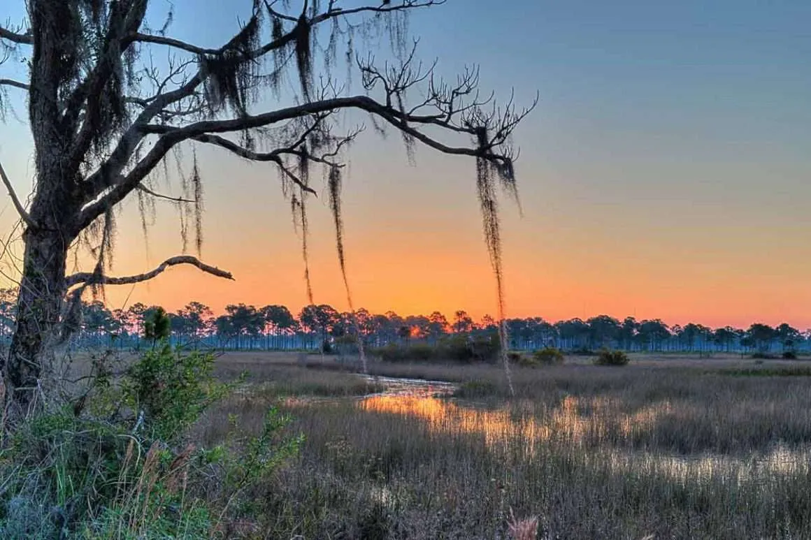 Everything You Need to Know About Tree Moss in Florida | Environment Buddy