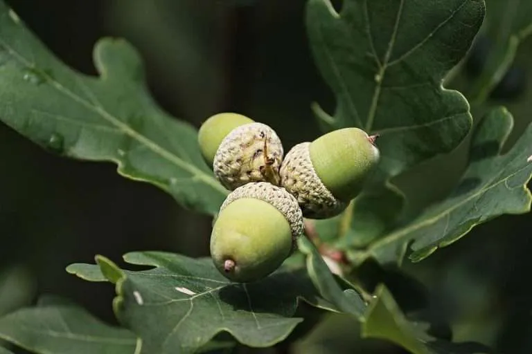 Oak-Tree-Fruits | Environment Buddy