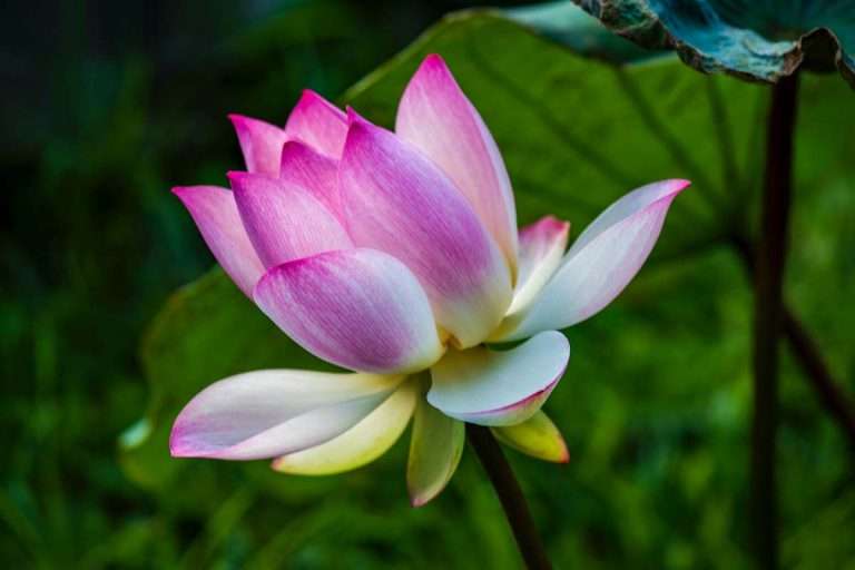 8 Slow growing trees just right for you! | Environment Buddy