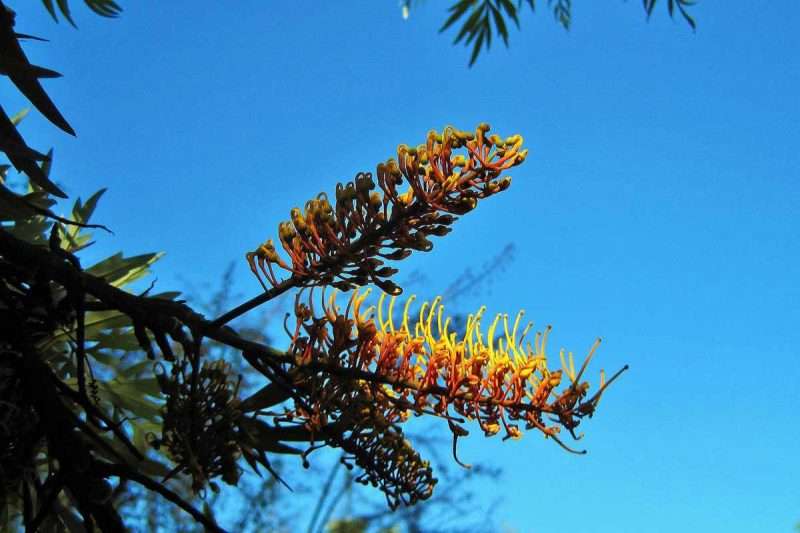 10 Amazing Ways to Use Silver Oak Trees | Environment Buddy