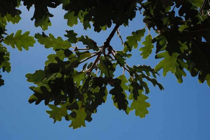 10 Amazing Ways to Use Silver Oak Trees | Environment Buddy