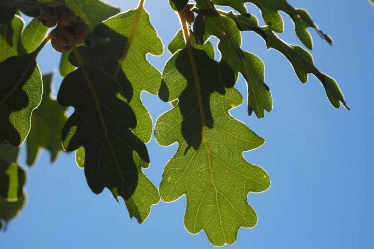Silver-Oak-Tree-Leaves-and-Fruits | Environment Buddy