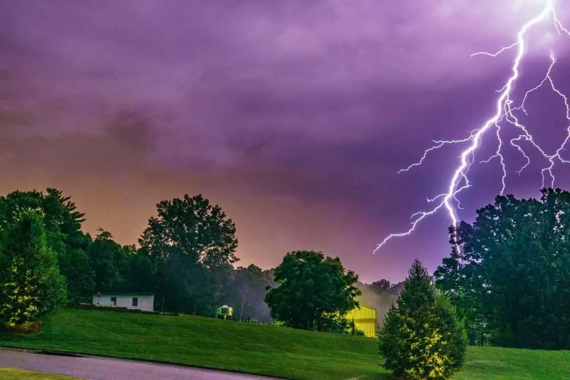 5 Trees In The World, Most Struck By Lightning | Environment Buddy