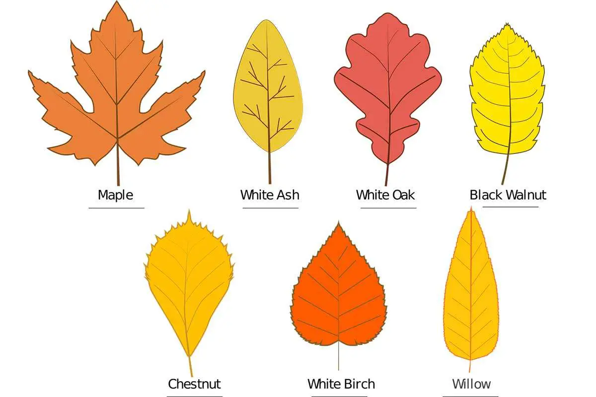 Types-of-Oak-Tree-leaves | Environment Buddy Types-of-Oak-Tree-leaves | Environment Buddy