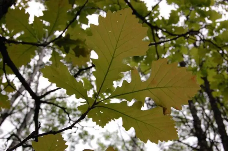 8 Slow growing trees just right for you! | Environment Buddy