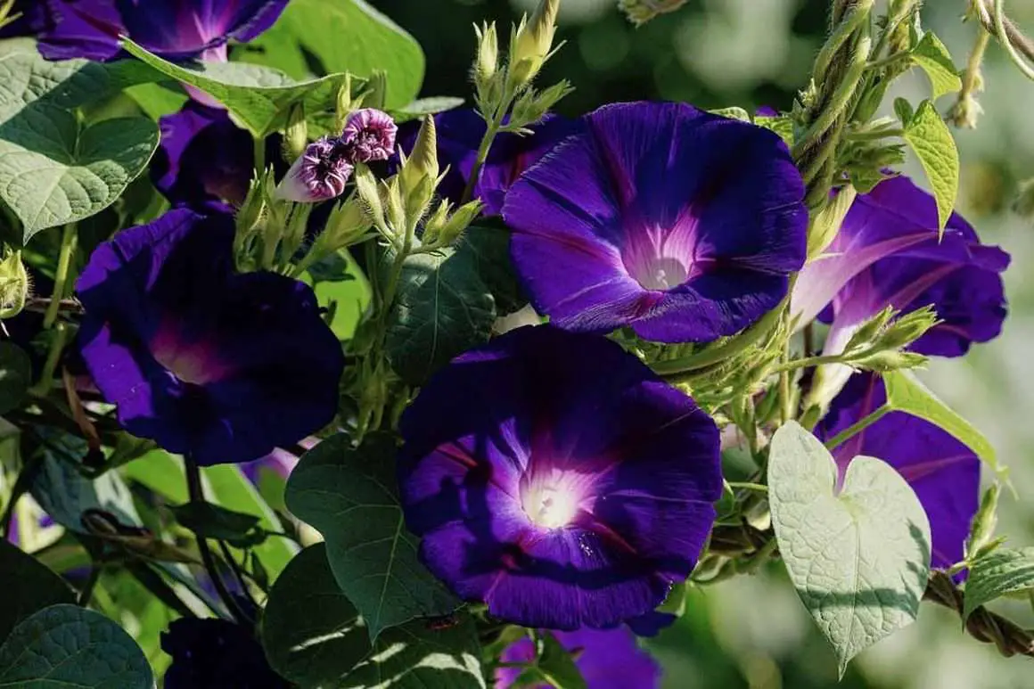 21 Types of Purple Flowers Found Everywhere in the World!