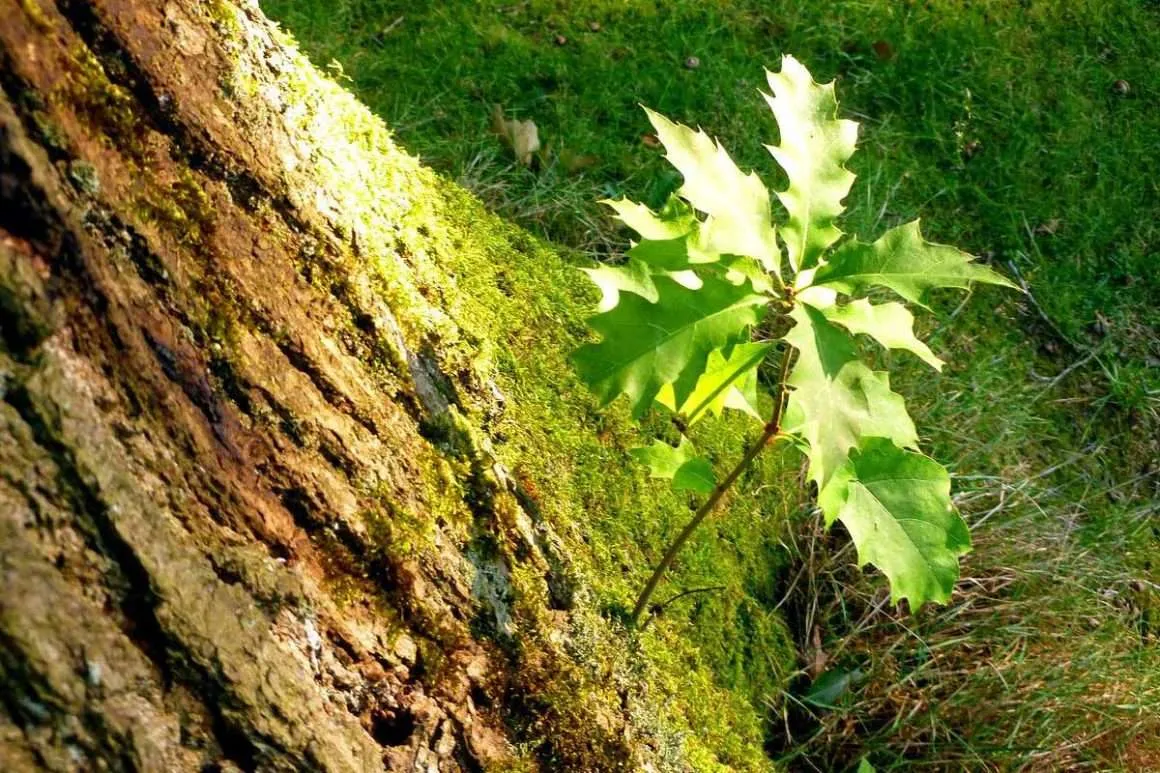 5 Reasons Why All Oak Trees Shed Bark | Environment Buddy