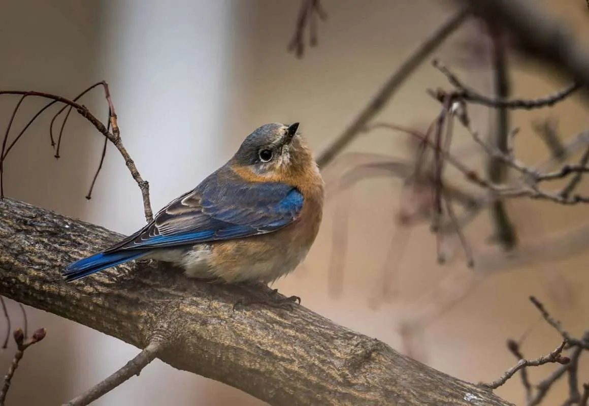 10 Cutest Colorful Birds You Can Find In America! | Environment Buddy