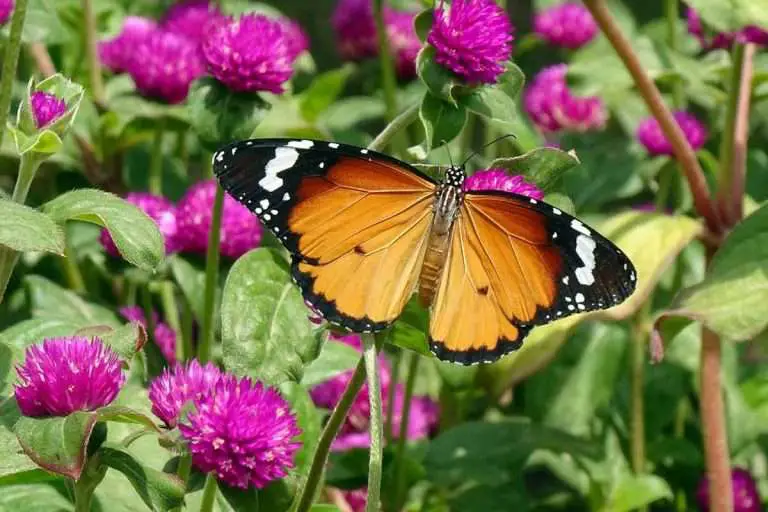 Is Butterfly an Insect? All You Should Know About Butterflies ...