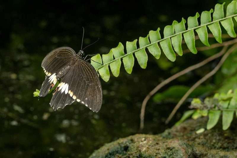 Is Butterfly an Insect? All You Should Know About Butterflies ...