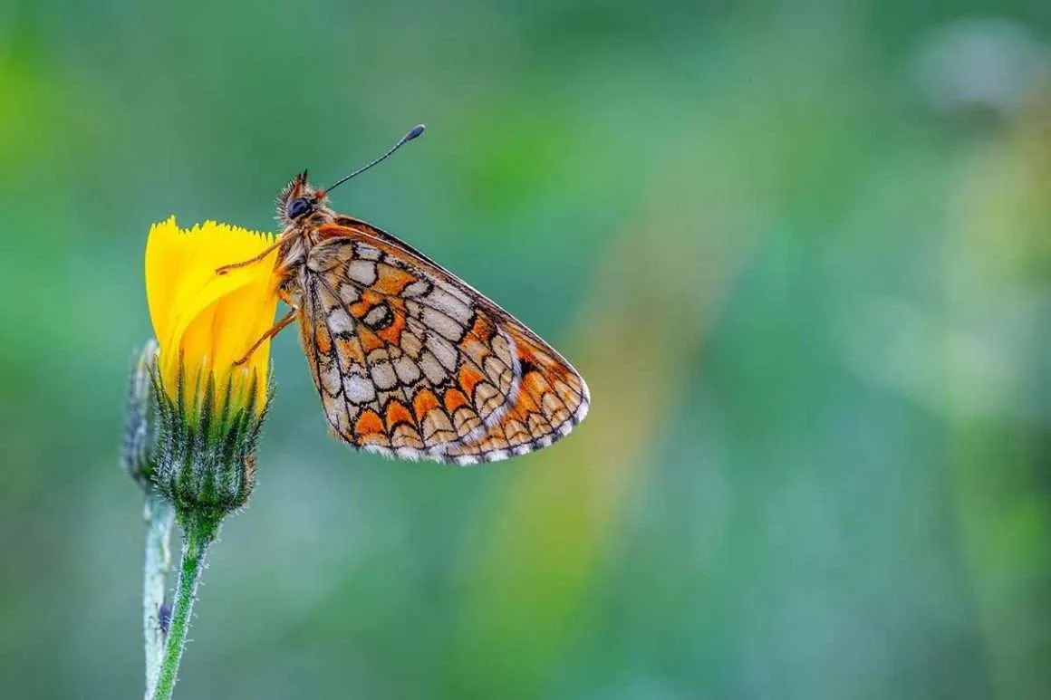 Is Butterfly an Insect? All You Should Know About Butterflies ...