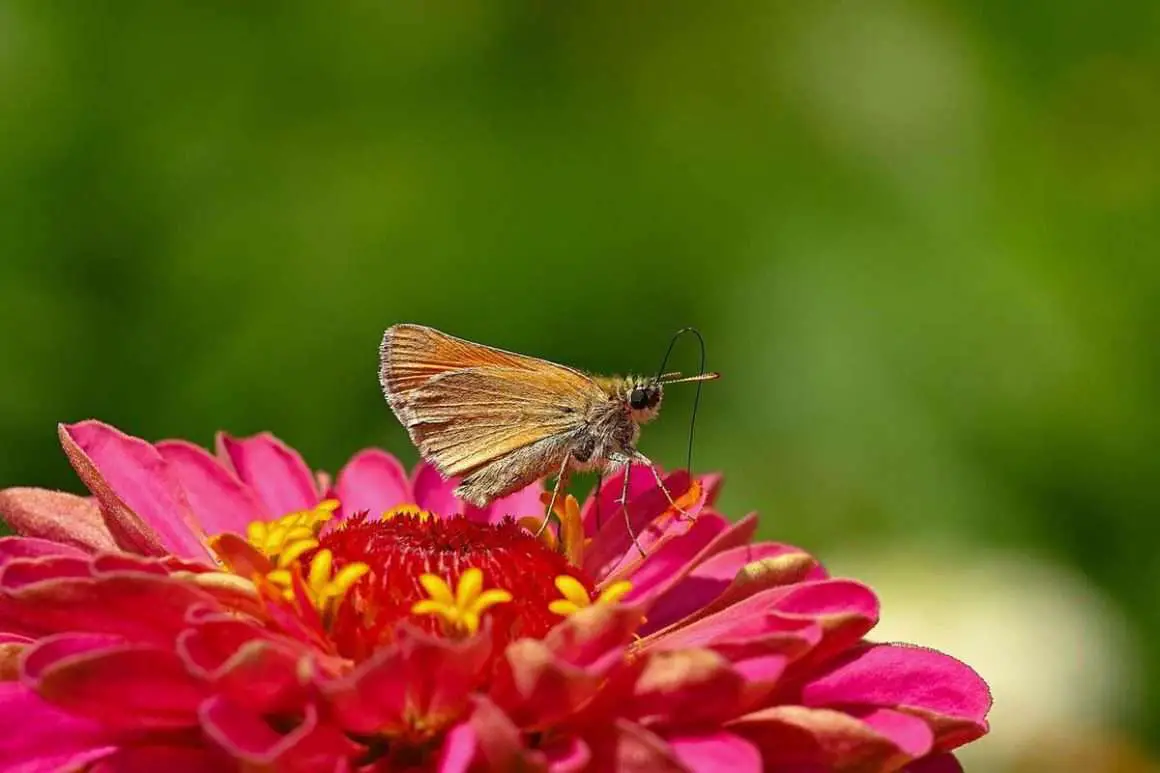 Is Butterfly an Insect? All You Should Know About Butterflies ...