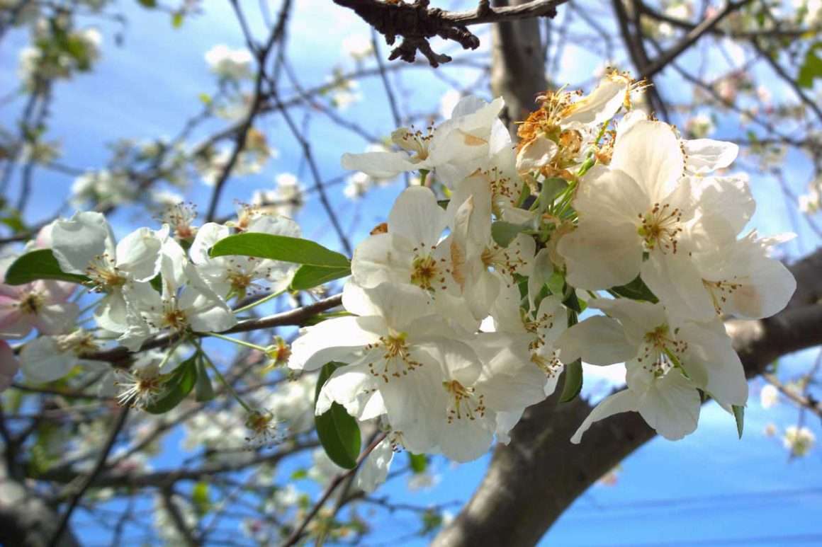 31 Must-Have Mock Cherry Trees You’ll Love | Environment Buddy