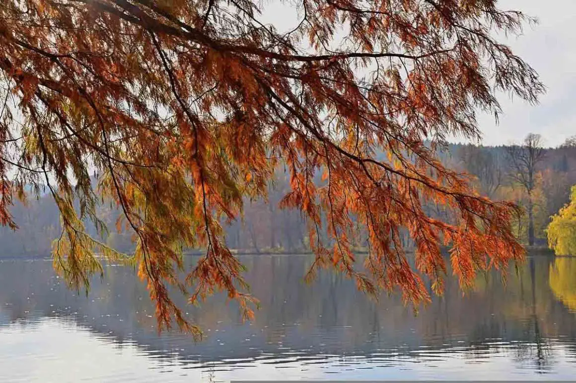 9 Ways to Differentiate Between Bald Cypress, Pond Cypress Trees ...