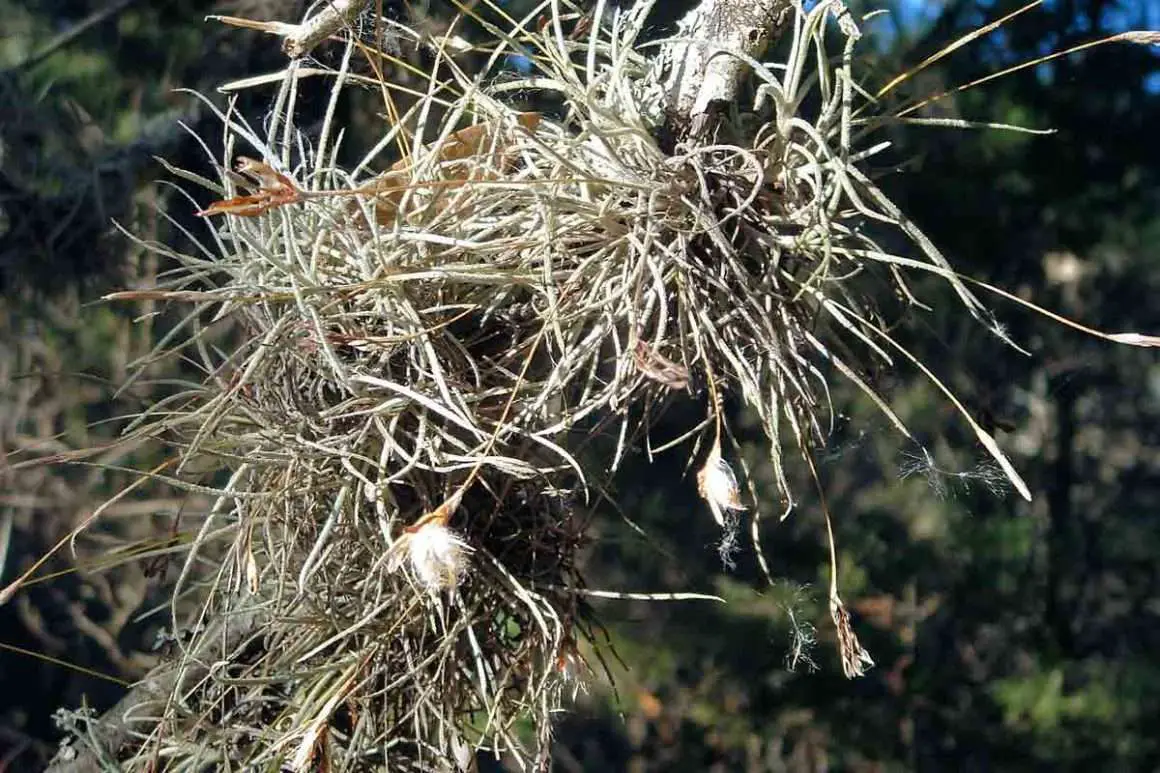 3 Ways To Deal With Ball Moss On Oaks | Environment Buddy