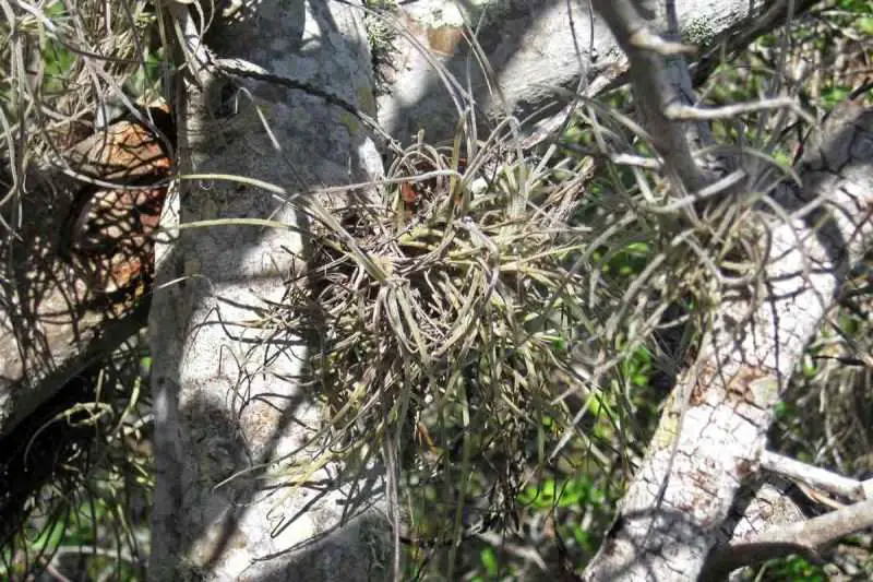 3 Ways To Deal With Ball Moss On Oaks | Environment Buddy