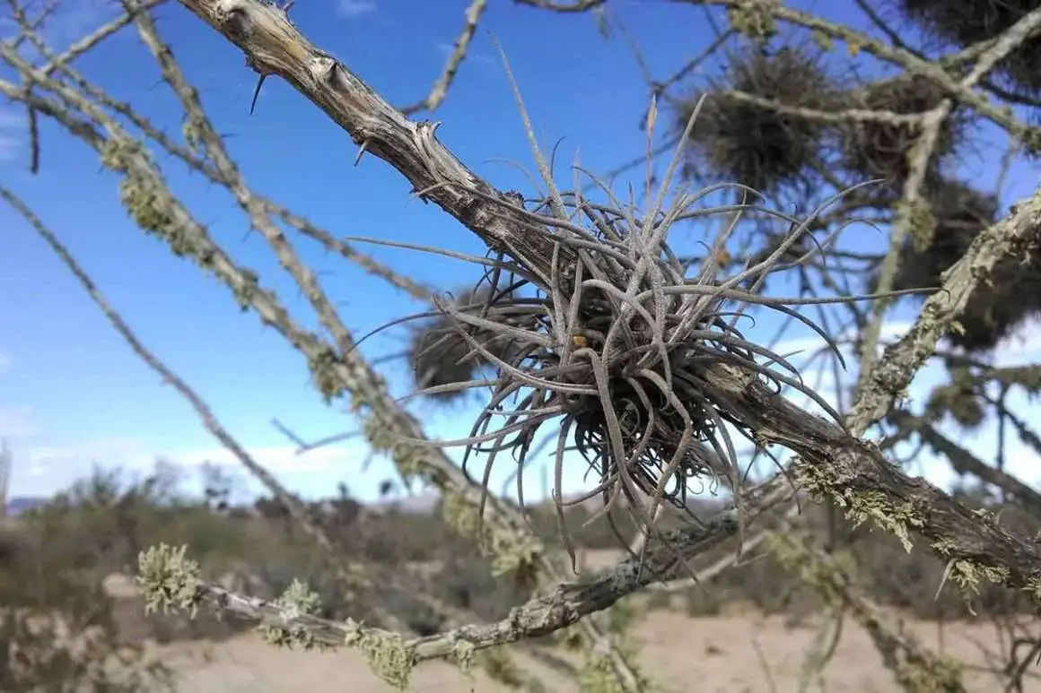 3 Ways To Deal With Ball Moss On Oaks | Environment Buddy