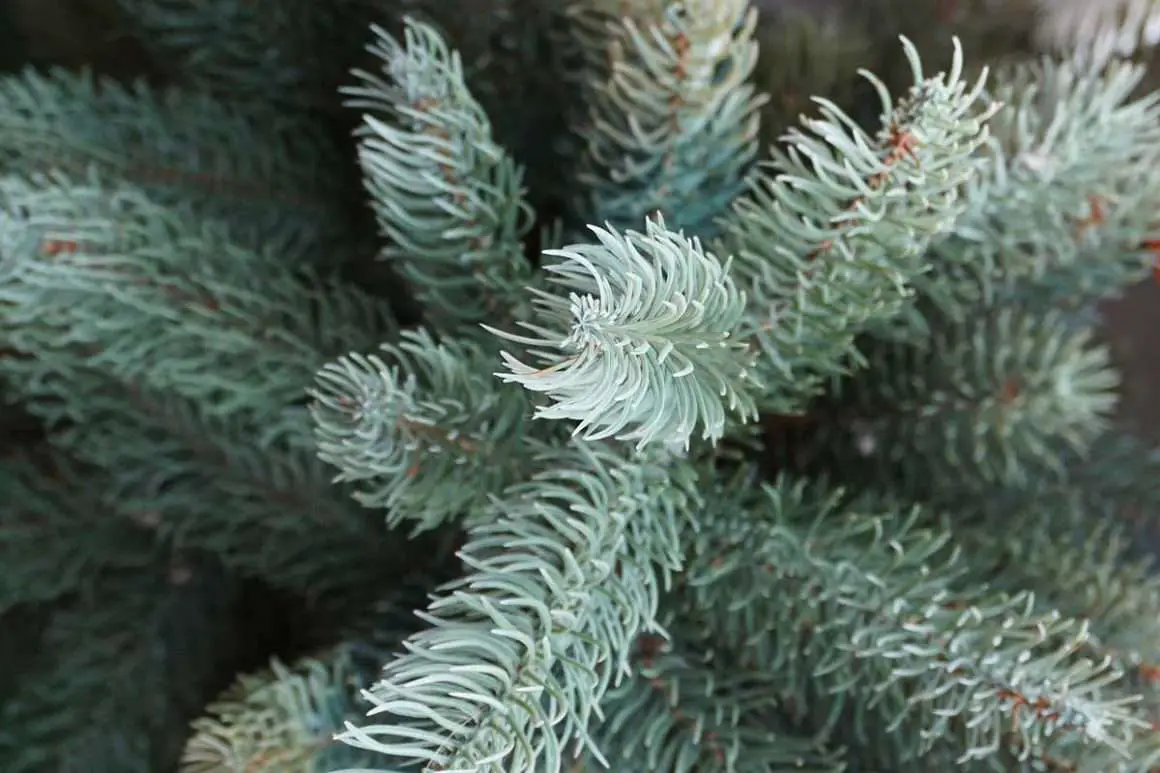 How to Keep Your Dwarf Blue Spruce Healthy and Adorable | Environment Buddy