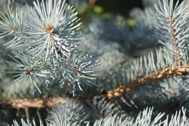 How to Keep Your Dwarf Blue Spruce Healthy and Adorable | Environment Buddy