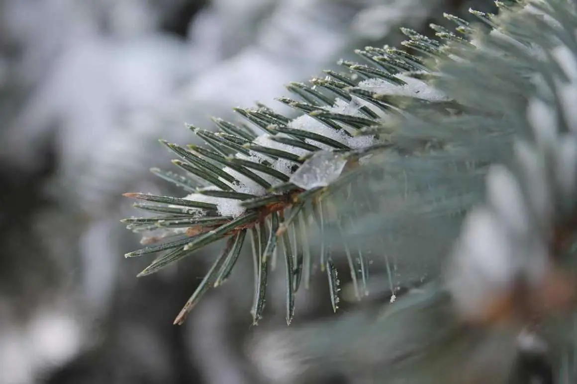 How to Keep Your Dwarf Blue Spruce Healthy and Adorable | Environment Buddy