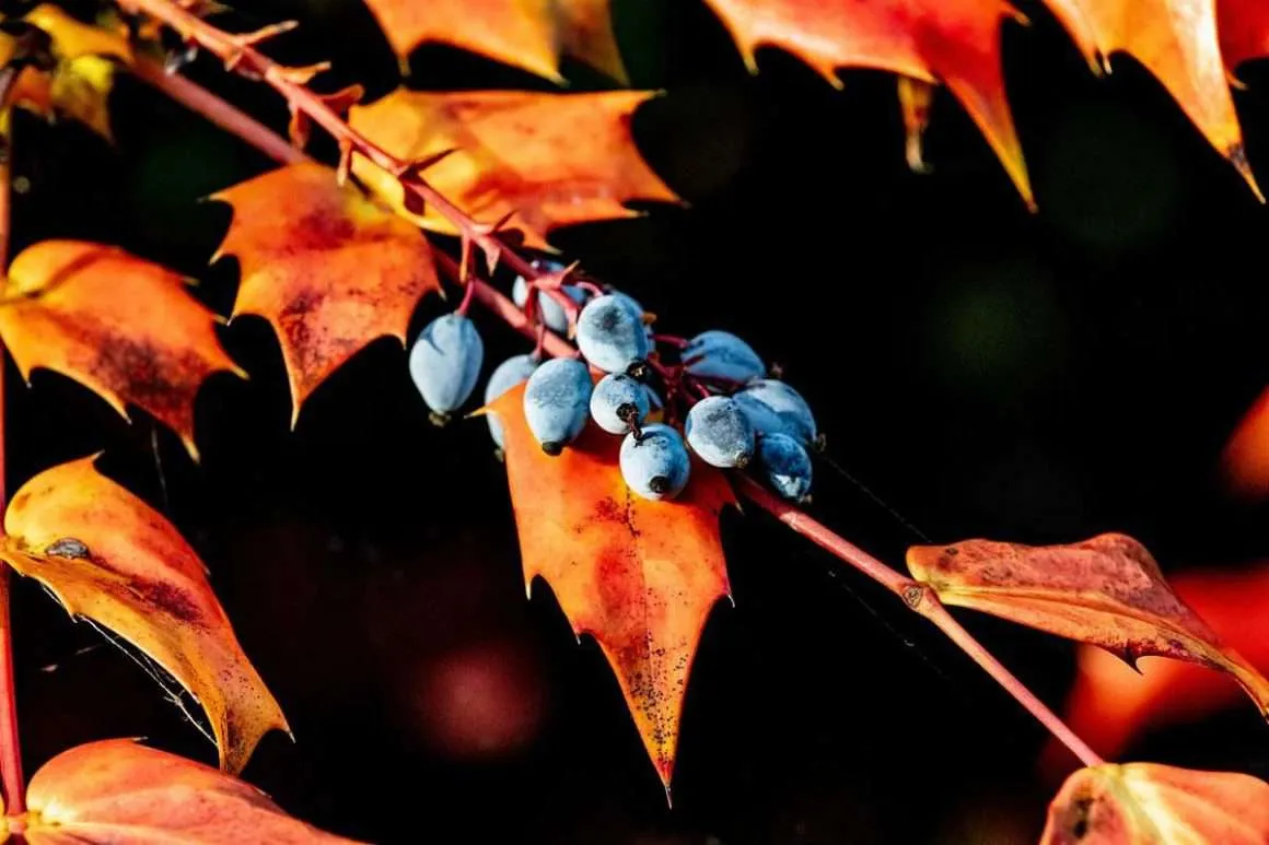 Six Problems for Japanese Blueberry Plants And Best Ways To Fix ’Em ...