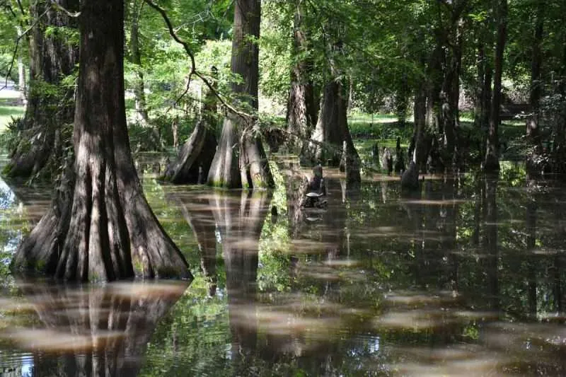 9 Ways to Differentiate Between Bald Cypress, Pond Cypress Trees ...
