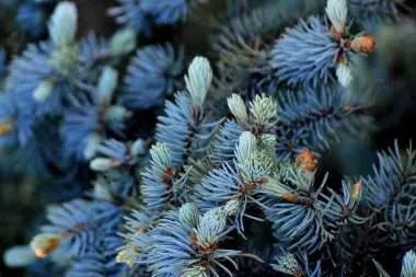 How to Keep Your Dwarf Blue Spruce Healthy and Adorable | Environment Buddy