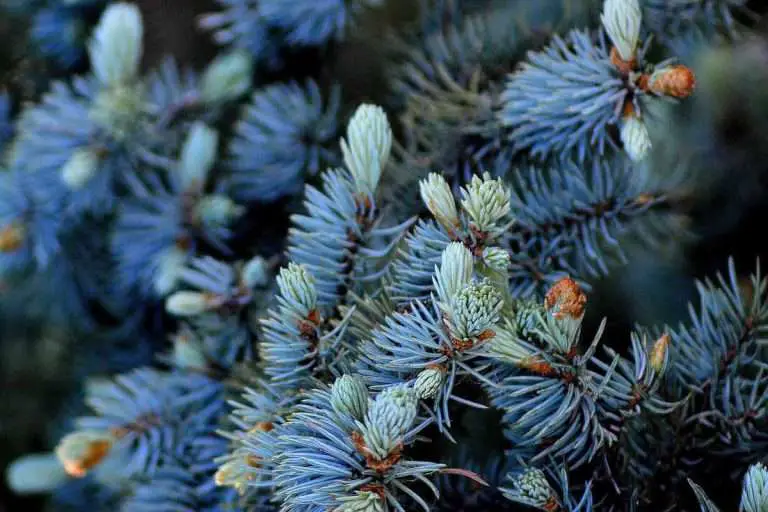 How to Keep Your Dwarf Blue Spruce Healthy and Adorable | Environment Buddy