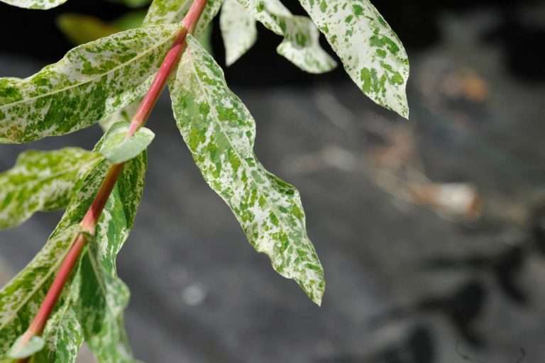 Flowering Willows 15 Unique Traits | Environment Buddy