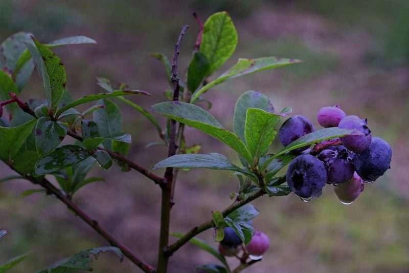 Japanese-Blueberry-plant | Environment Buddy