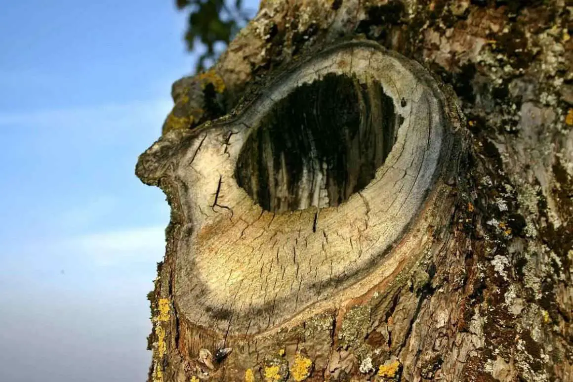 7 Problems That Cause Holes In Trees Around The World | Environment Buddy