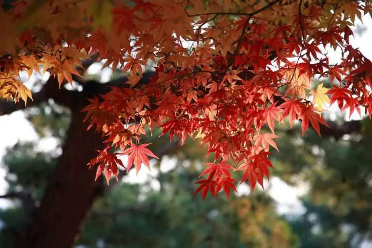 Maples and Oaks: 4 Ways To Differentiate Between Them | Environment Buddy