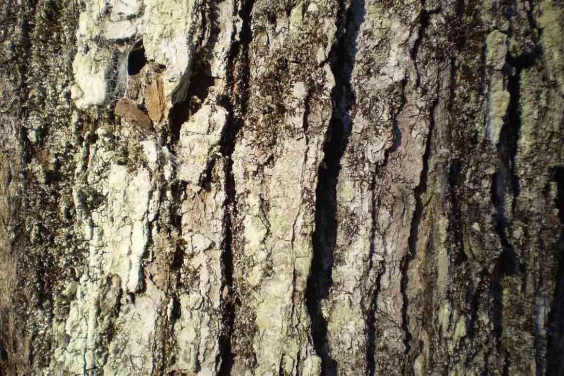 Maples and Oaks: 4 Ways To Differentiate Between Them | Environment Buddy
