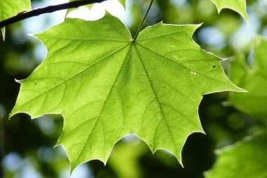 Maples and Oaks: 4 Ways To Differentiate Between Them | Environment Buddy