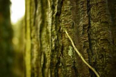 Maples and Oaks: 4 Ways To Differentiate Between Them | Environment Buddy