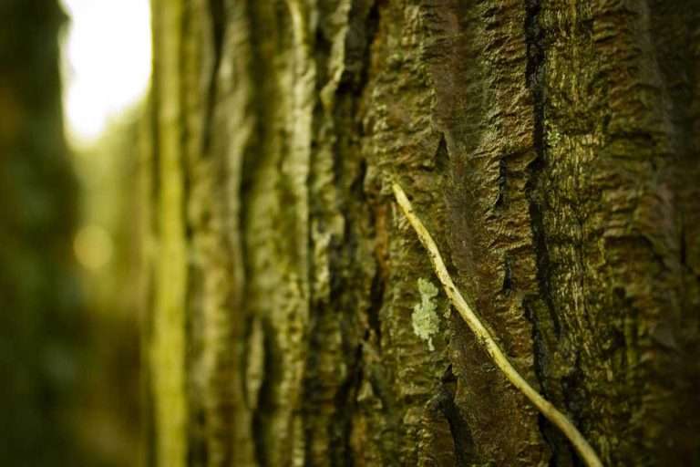 Maples and Oaks: 4 Ways To Differentiate Between Them | Environment Buddy