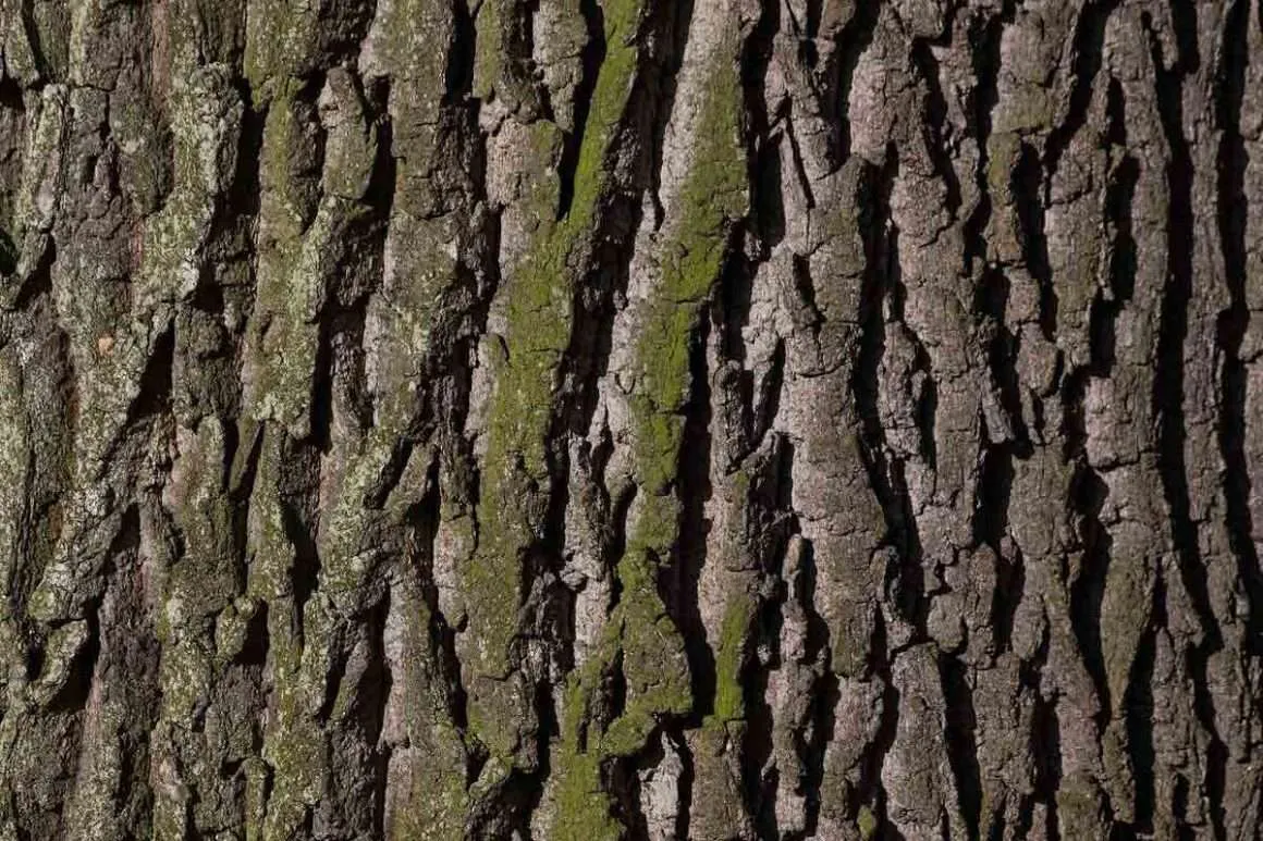 Maples and Oaks: 4 Ways To Differentiate Between Them | Environment Buddy